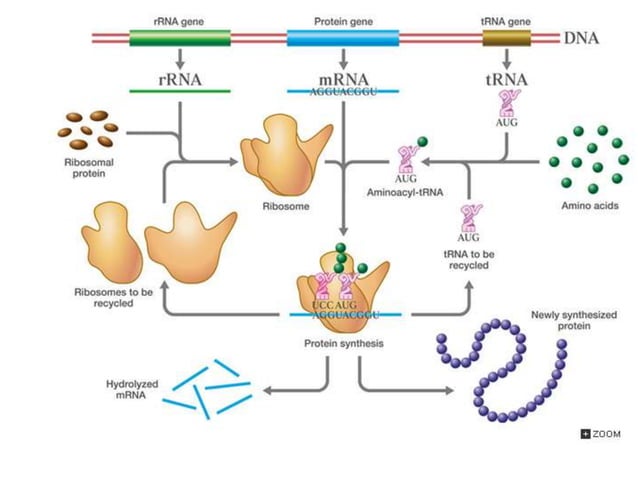 DNA , RNA basic structure and components | PPT