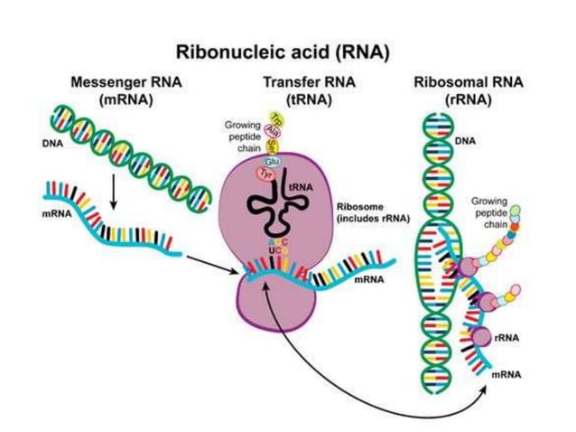 DNA , RNA basic structure and components | PPT