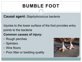 Common bacterial diseases in broilers | PPTX