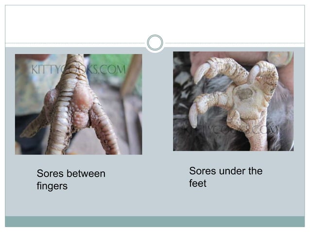 Common bacterial diseases in broilers | PPTX | Foot Health | Diseases ...