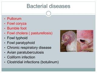 Common bacterial diseases in broilers | PPTX