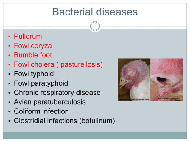 Common bacterial diseases in broilers | PPTX | Foot Health | Diseases ...