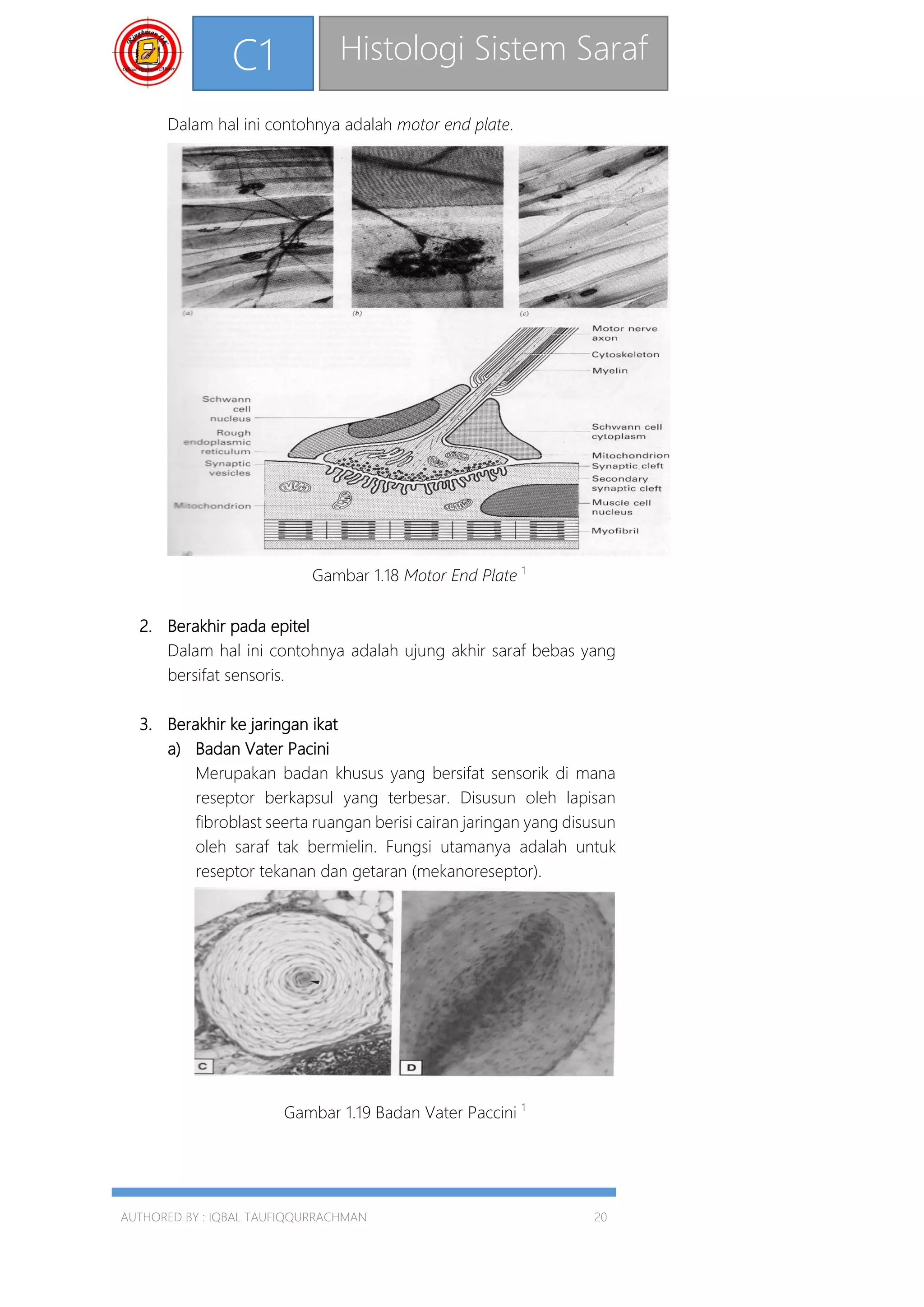 C1 Histologi Sistem Saraf | PDF