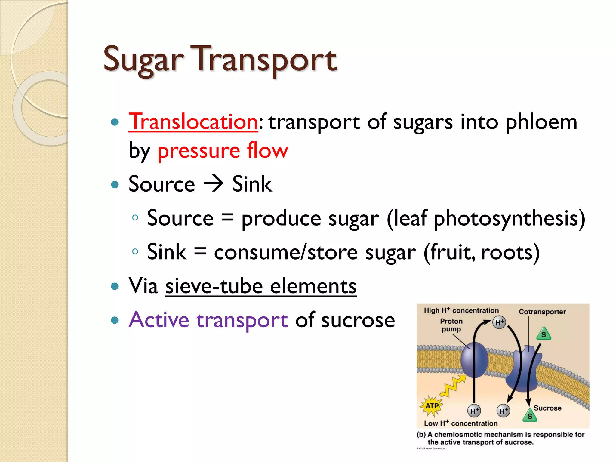 C2-3-Plant-Transport-Nutrition.pdf