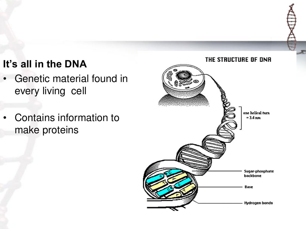 Gene Structure