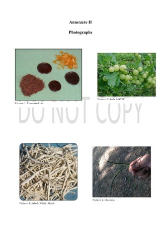 Dissertation NTFP MP | PDF