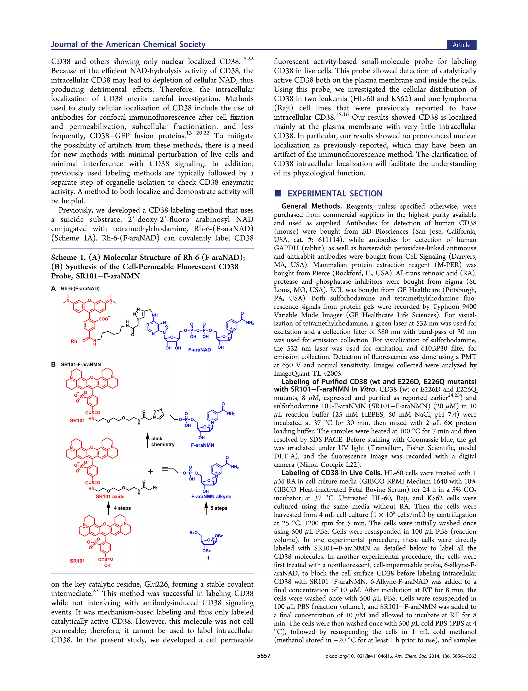 JACS-CD38 localization using a fluorescent probe | PDF