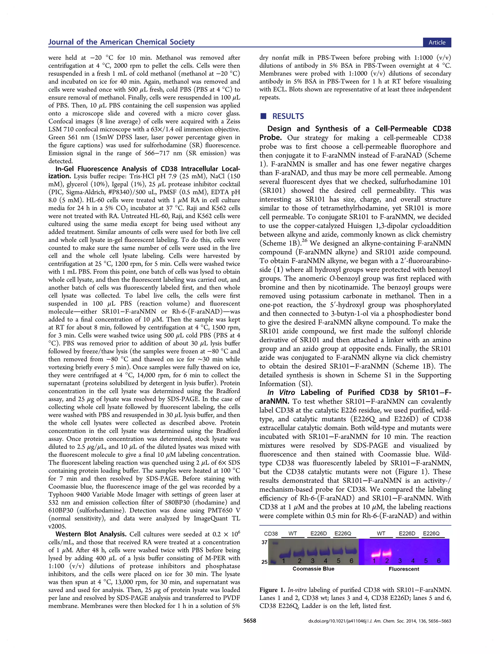 JACS-CD38 localization using a fluorescent probe | PDF