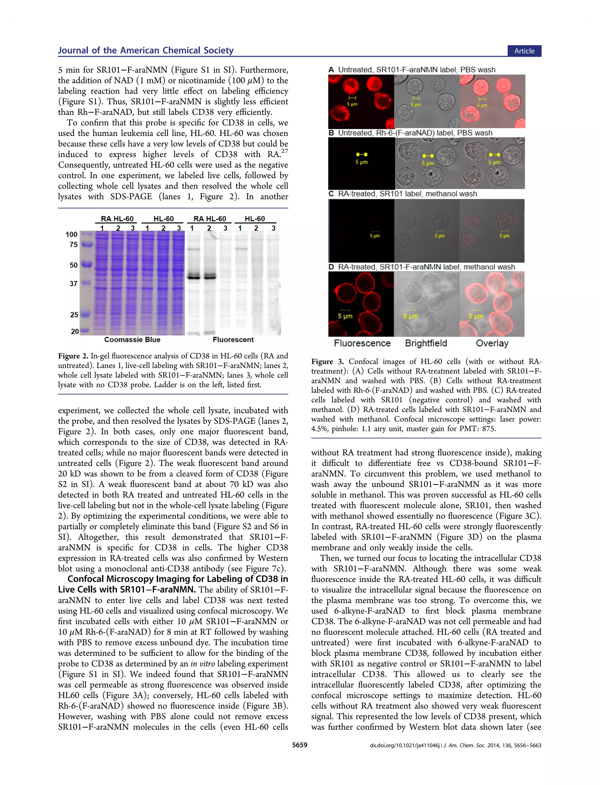 JACS-CD38 localization using a fluorescent probe | PDF