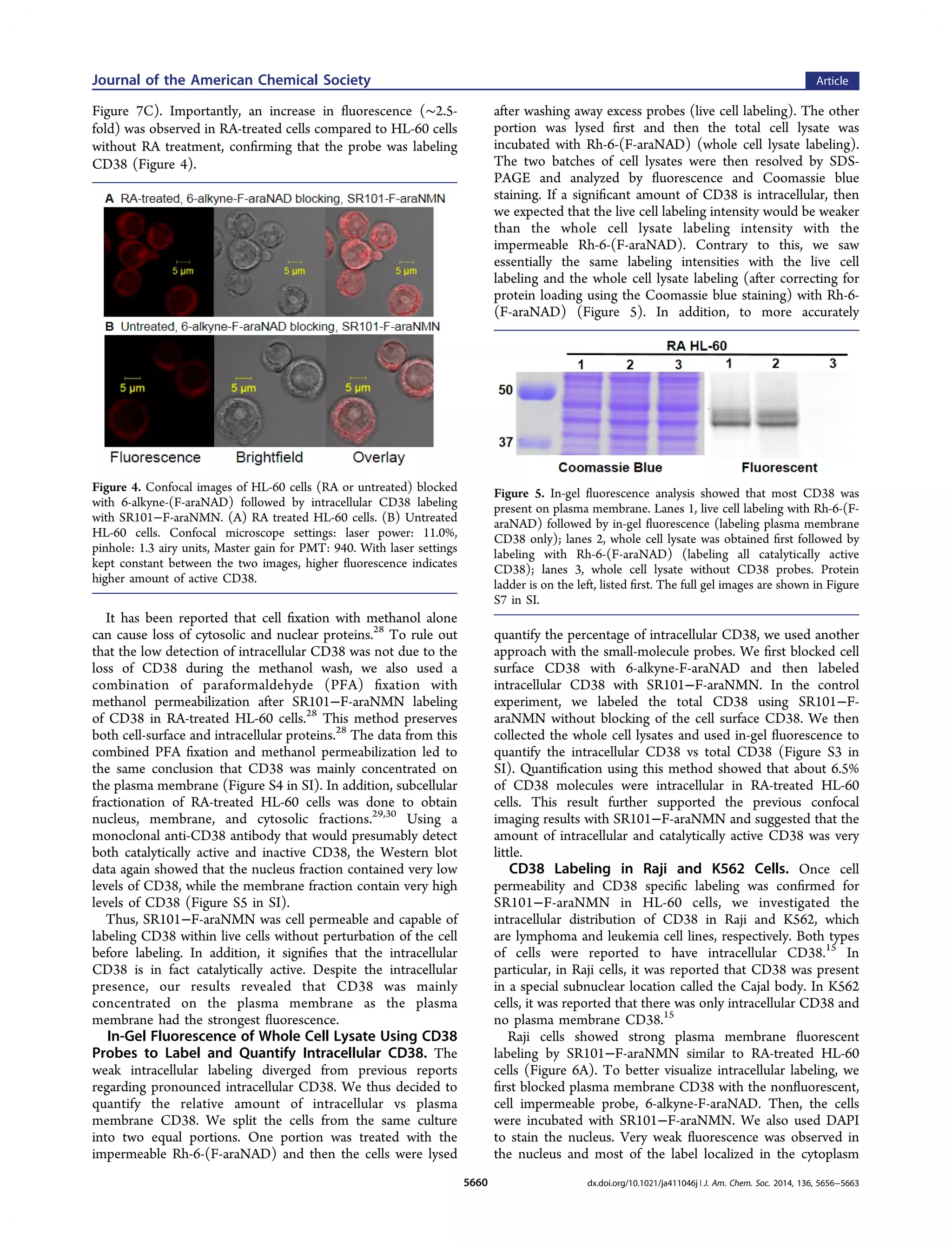 JACS-CD38 localization using a fluorescent probe | PDF