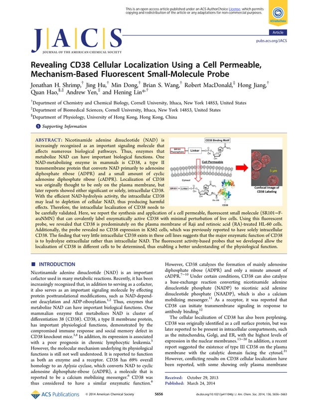 JACS-CD38 localization using a fluorescent probe | PDF