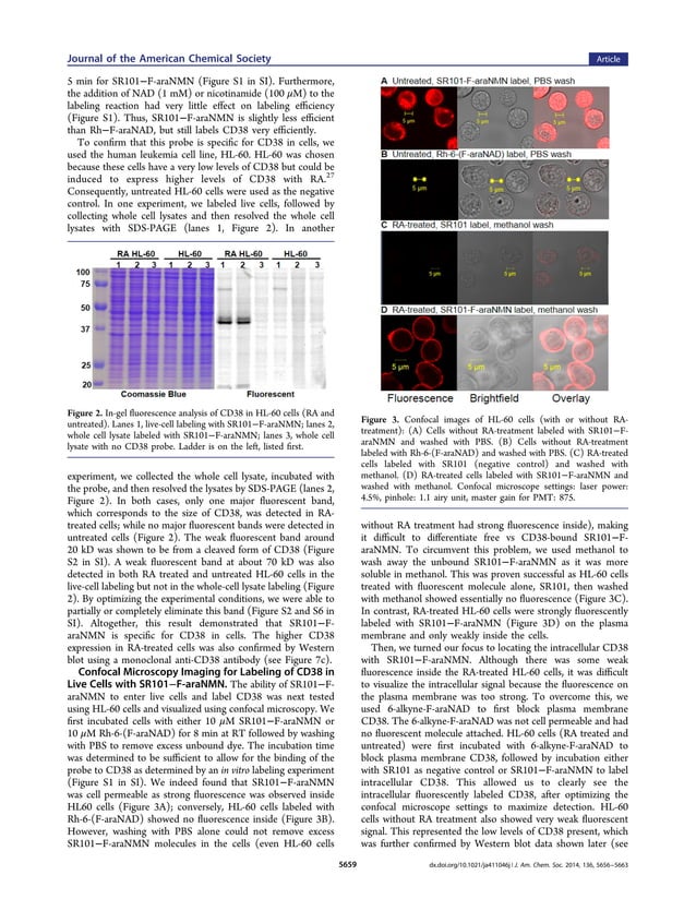 JACS-CD38 localization using a fluorescent probe | PDF