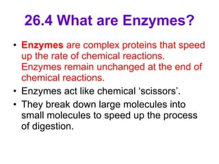 C26 Digestion In Human | PPT | Chemistry | Science