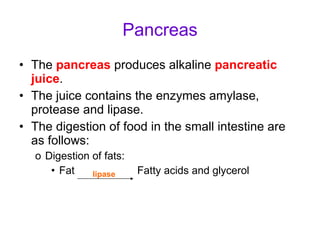 C26 Digestion In Human | PPT