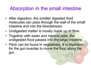 C26 Digestion In Human | PPT | Chemistry | Science