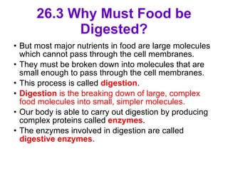 C26 Digestion In Human | PPT