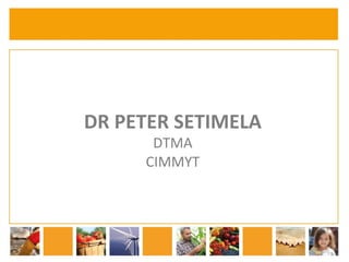 Dr Peter Setimela, DTMA (Drought Tolerant Maize for Africa), CIMMYT | PDF