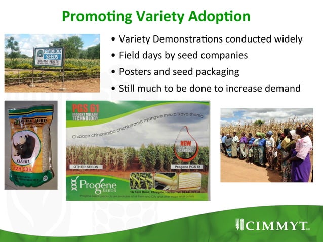 Dr Peter Setimela, DTMA (Drought Tolerant Maize for Africa), CIMMYT | PDF | Agriculture | Industries