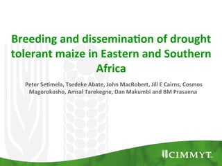 Dr Peter Setimela, DTMA (Drought Tolerant Maize for Africa), CIMMYT | PDF