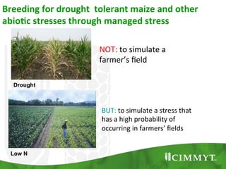 Dr Peter Setimela, DTMA (Drought Tolerant Maize for Africa), CIMMYT | PDF