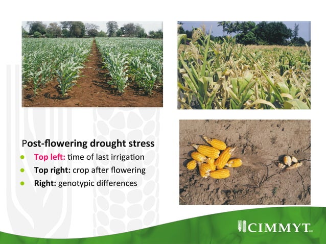Dr Peter Setimela, DTMA (Drought Tolerant Maize for Africa), CIMMYT ...