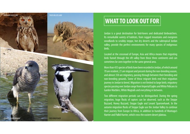 JORDAN BIRDING BROCHURE | PDF