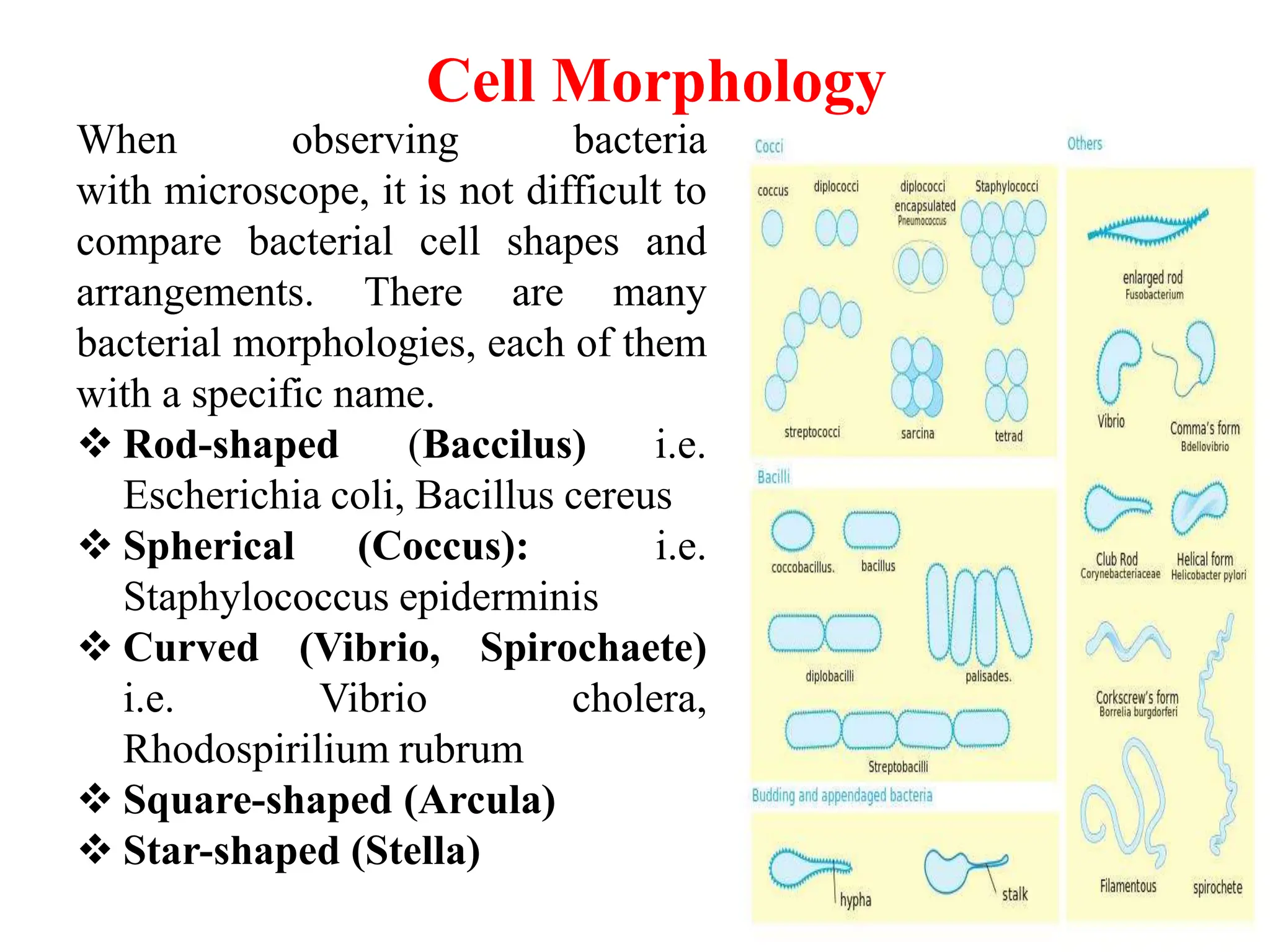 Fundamental of bacterial cell morphology | PPT
