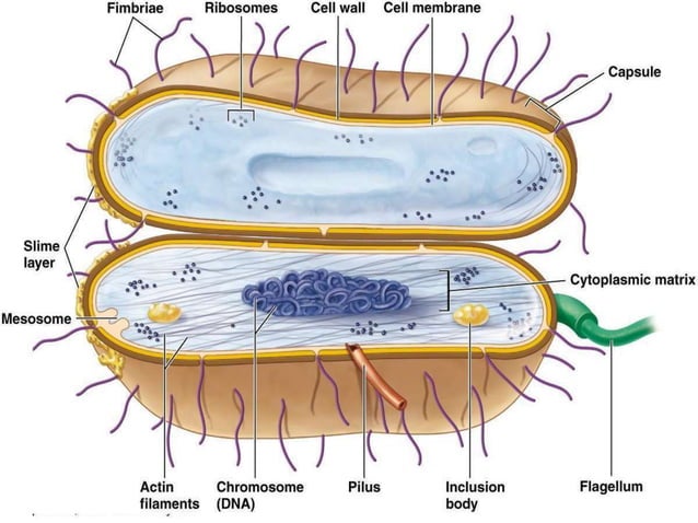 Fundamental of bacterial cell morphology | PPT