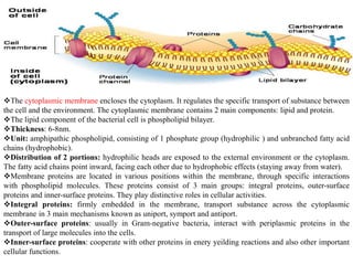 Fundamental of bacterial cell morphology | PPT