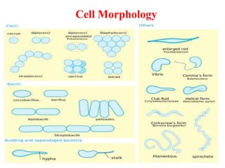 Fundamental of bacterial cell morphology | PPT