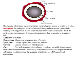 Fundamental of bacterial cell morphology | PPT