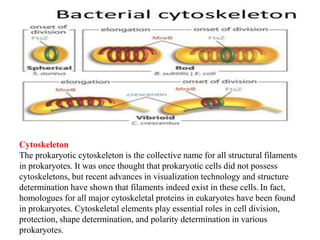 Fundamental of bacterial cell morphology | PPTX