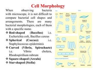 Fundamental of bacterial cell morphology | PPT