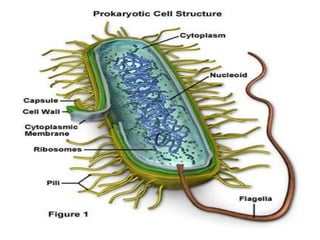 Fundamental of bacterial cell morphology | PPT