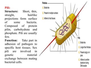 Fundamental of bacterial cell morphology | PPT
