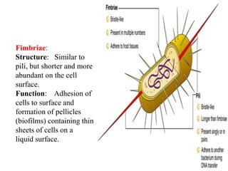 Fundamental of bacterial cell morphology | PPT