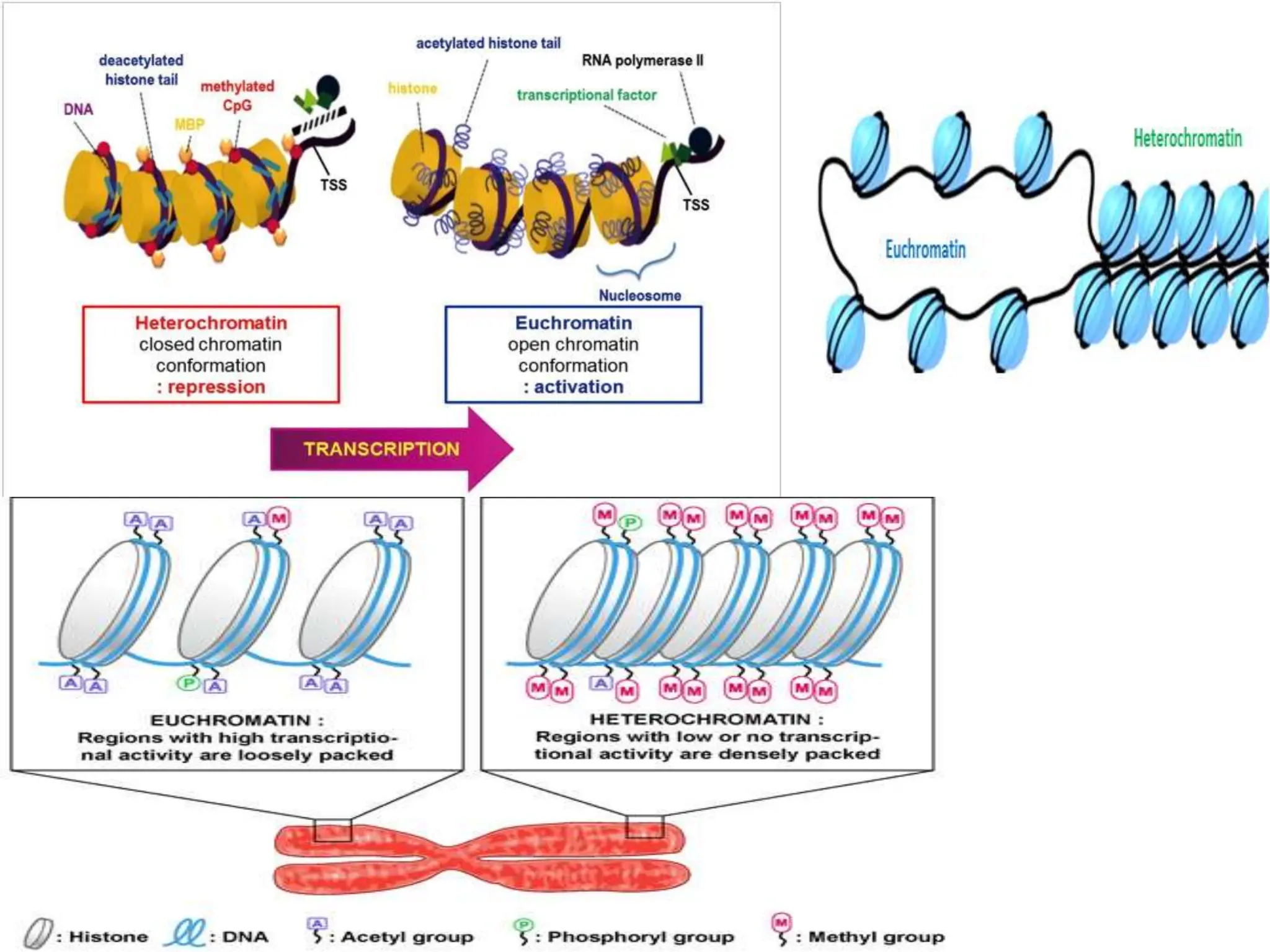 Genetic material DNA packing and its types | PPT