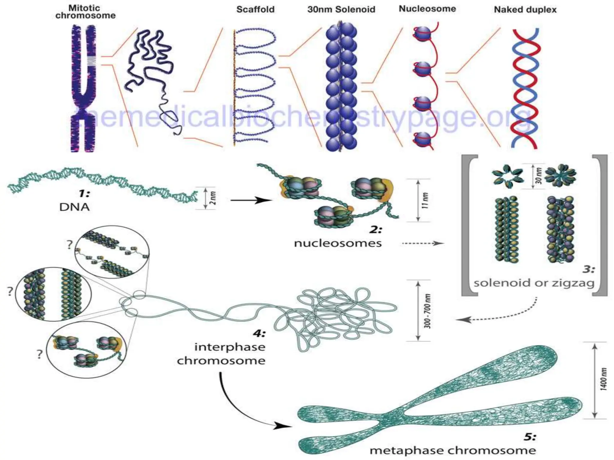 Genetic material DNA packing and its types | PPT