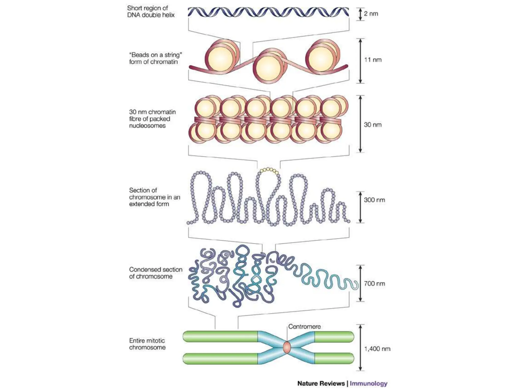 Genetic material DNA packing and its types | PPT