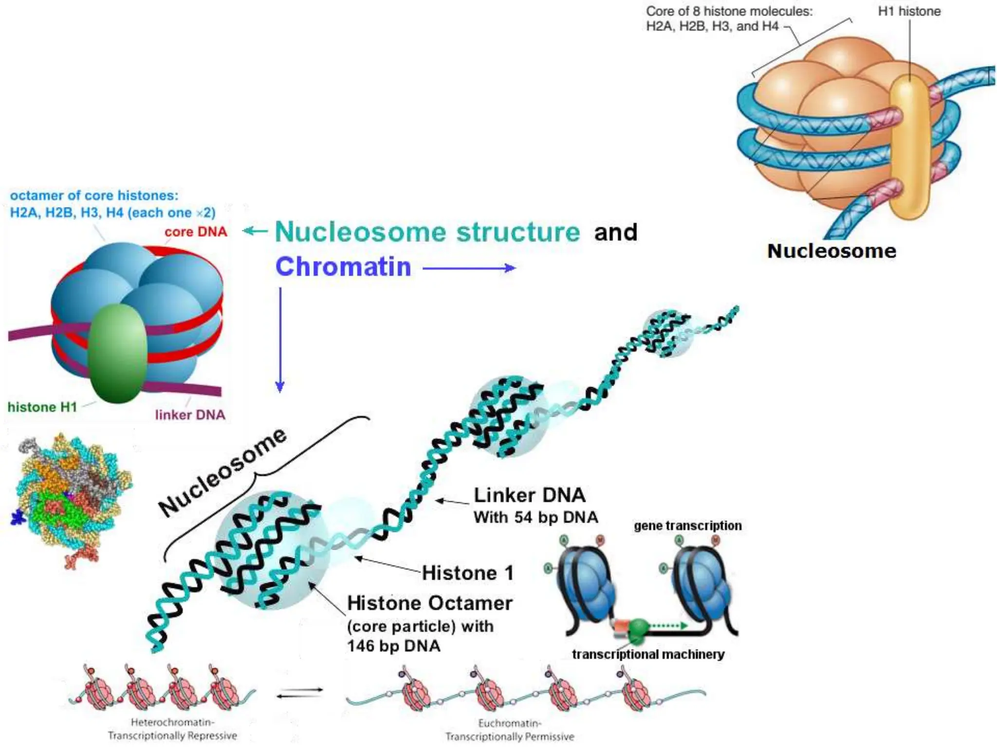 Genetic material DNA packing and its types | PPT
