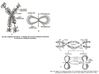 Genetic material DNA packing and its types | PPTX