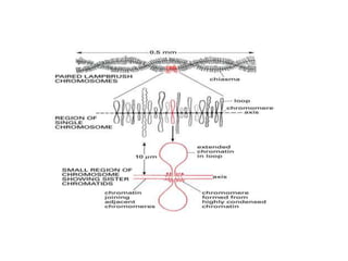 Genetic material DNA packing and its types | PPT