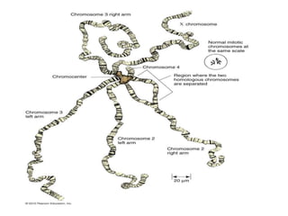 Genetic material DNA packing and its types | PPT