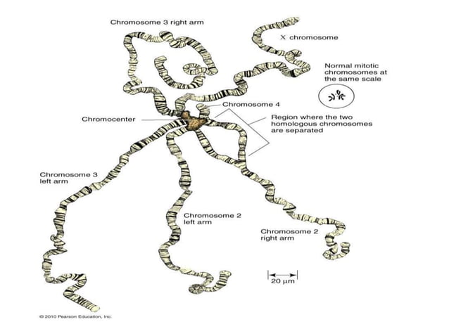 Genetic material DNA packing and its types | PPT