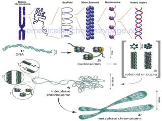 Genetic material DNA packing and its types | PPT