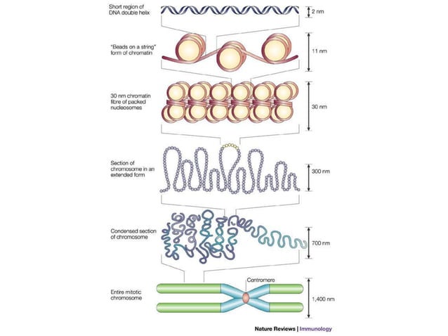 Genetic material DNA packing and its types | PPT
