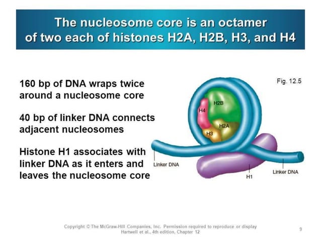 Genetic material DNA packing and its types | PPT