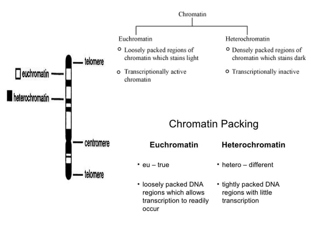 Genetic material DNA packing and its types | PPT
