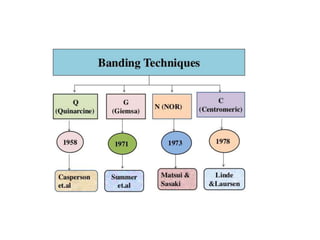 Genetic material DNA packing and its types | PPT