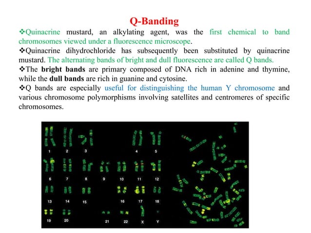 Genetic material DNA packing and its types | PPT